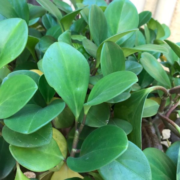 Peperomia Obtusifolia | Baby rubberplant | Pepperface - Green Catalog