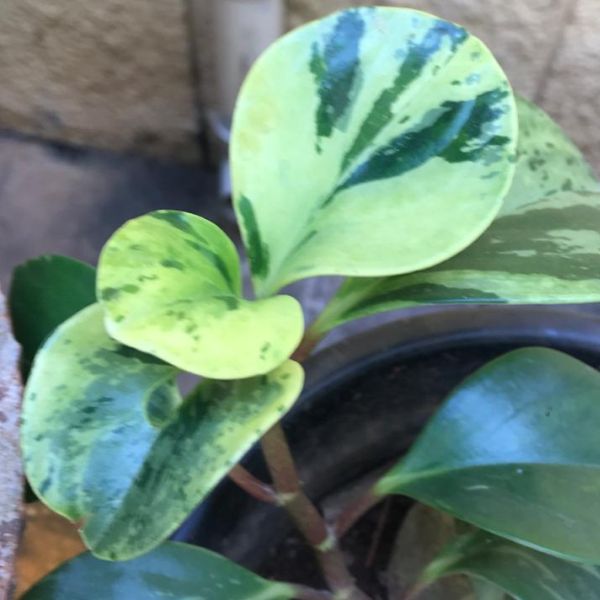 Peperomia Obtusifolia | Baby rubberplant | Pepperface - Green Catalog