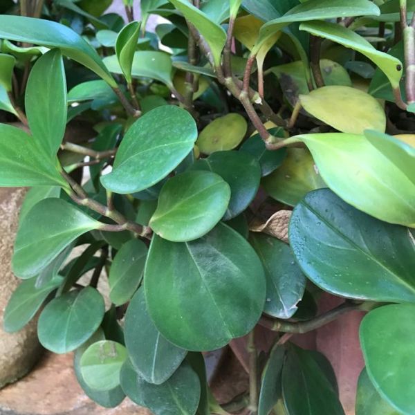 Peperomia Obtusifolia | Baby rubberplant | Pepperface - Green Catalog