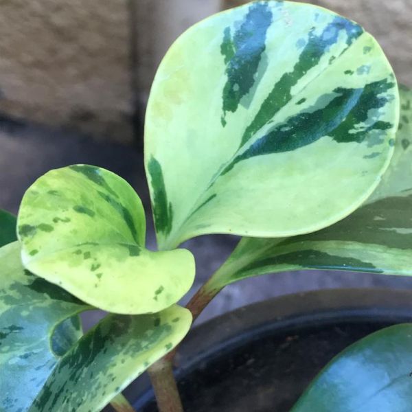 Peperomia Obtusifolia | Baby rubberplant | Pepperface - Green Catalog