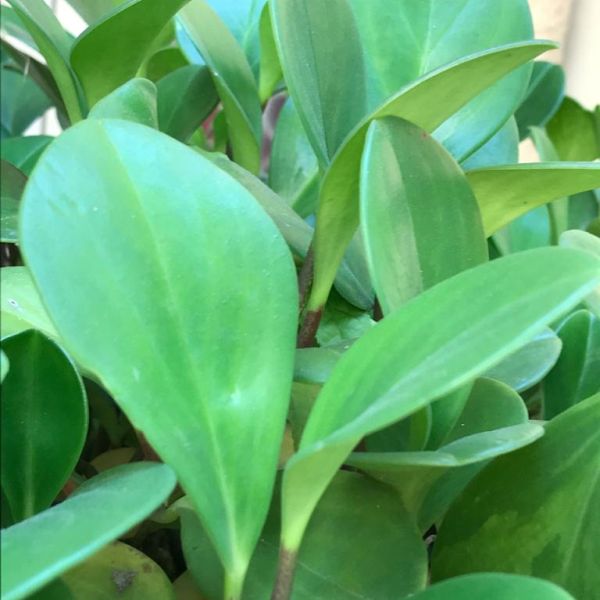 Peperomia Obtusifolia | Baby rubberplant | Pepperface - Green Catalog