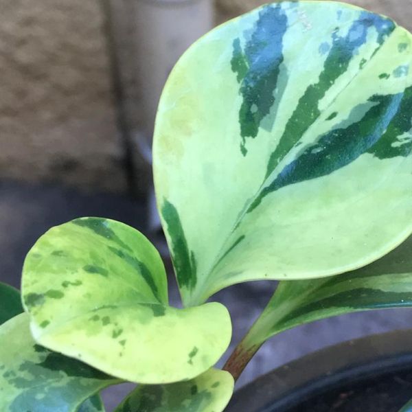 Peperomia Obtusifolia | Baby rubberplant | Pepperface - Green Catalog