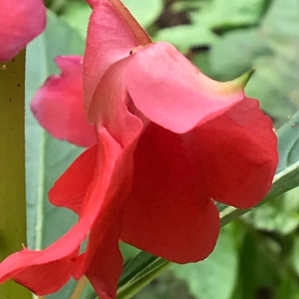 Impatiens Balsamina | Balsam | Rose Balsam | Garden Balsam - GCI
