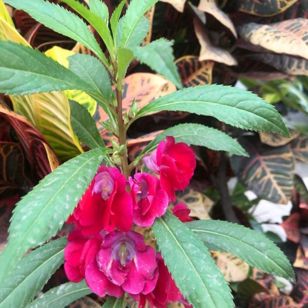 Impatiens Balsamina | Balsam | Rose Balsam | Garden Balsam - GCI