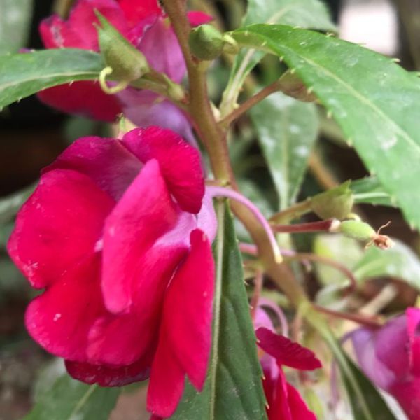Impatiens Balsamina | Balsam | Rose Balsam | Garden Balsam - GCI