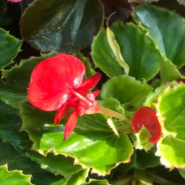 Begonia Semperflorens | Wax begonia | Clubbed Begonia - Plant Catalog