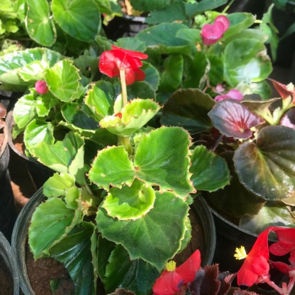 Begonia Semperflorens | Wax begonia | Clubbed Begonia - Plant Catalog