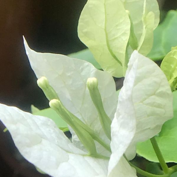 Bougainvillea – Green Catalog from Green Cover Initiative