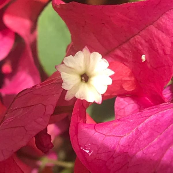 Bougainvillea – Green Catalog from Green Cover Initiative