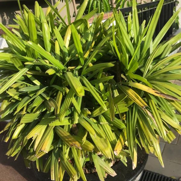 Rhapis Excelsa | Broadleaf lady palm | Bamboo palm - Green Cover Initiative