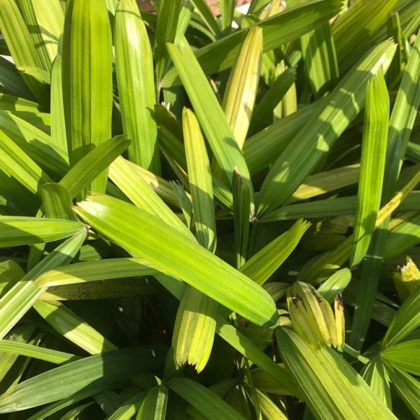 Rhapis Excelsa | Broadleaf lady palm | Bamboo palm - Green Cover Initiative