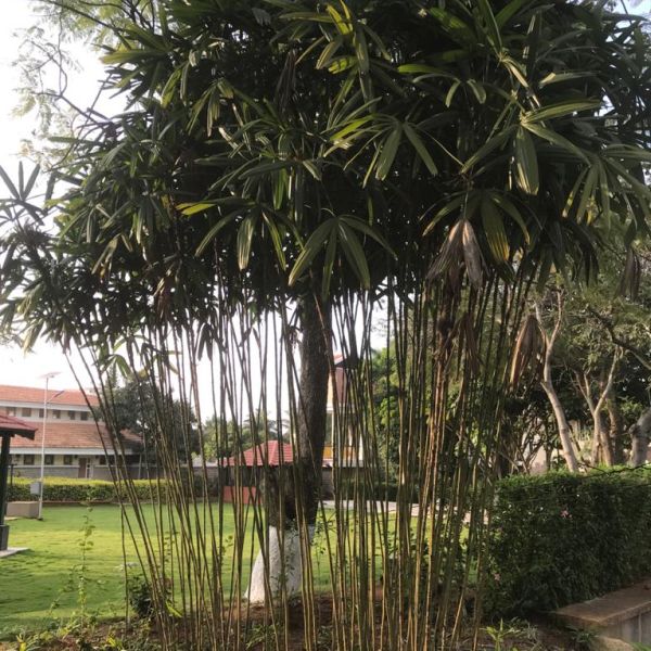 Rhapis Excelsa | Broadleaf lady palm | Bamboo palm - Green Cover Initiative