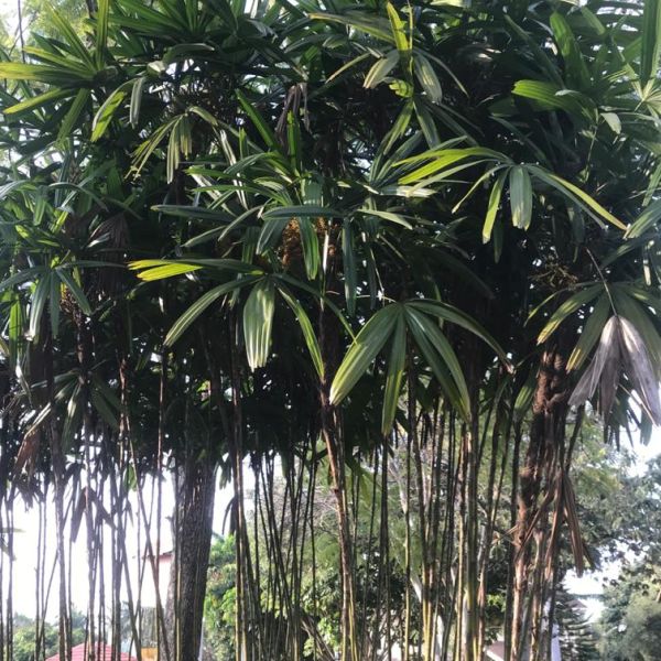 Rhapis Excelsa | Broadleaf lady palm | Bamboo palm - Green Cover Initiative