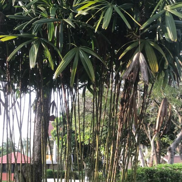 Rhapis Excelsa | Broadleaf lady palm | Bamboo palm - Green Cover Initiative