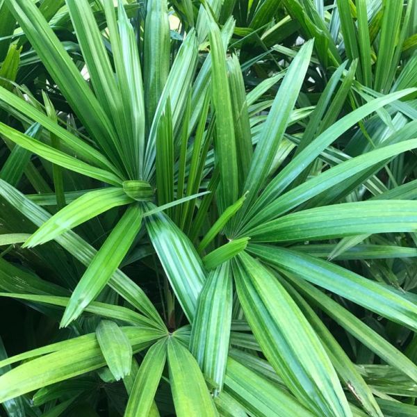 Rhapis Excelsa | Broadleaf lady palm | Bamboo palm - Green Cover Initiative