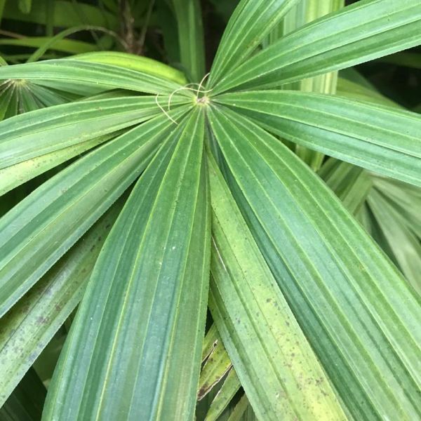 Rhapis Excelsa | Broadleaf lady palm | Bamboo palm - Green Cover Initiative