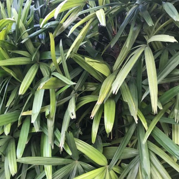 Rhapis Excelsa | Broadleaf lady palm | Bamboo palm - Green Cover Initiative