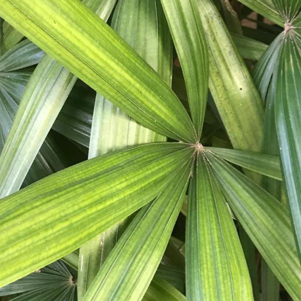 Rhapis Excelsa | Broadleaf lady palm | Bamboo palm - Green Cover Initiative