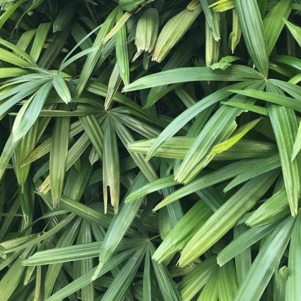 Rhapis Excelsa | Broadleaf lady palm | Bamboo palm - Green Cover Initiative