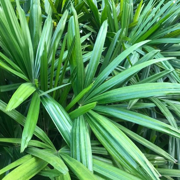 Rhapis Excelsa | Broadleaf lady palm | Bamboo palm - Green Cover Initiative