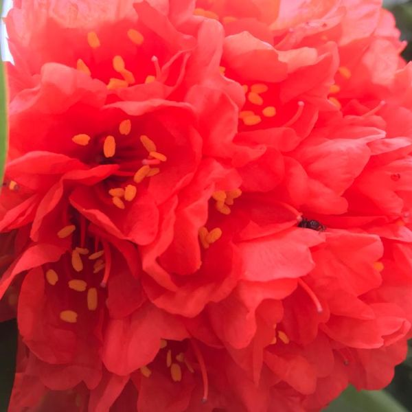 Brownea Grandiceps | Rose of Venezuela | Scarlet flame bean - GCI