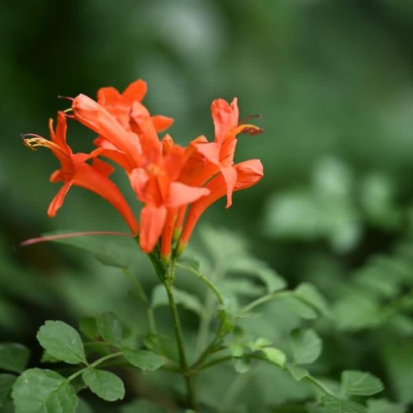 Tecoma Capensis - Cape honeysuckle - Green Cover Initiative
