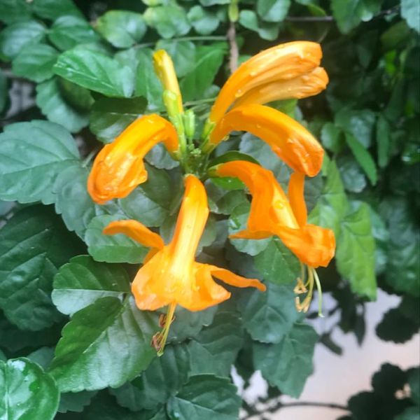 Tecoma Capensis - Cape honeysuckle - Green Cover Initiative