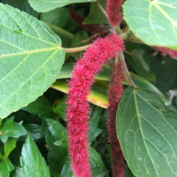 Acalypha Hispida | Chenille plant | Red hot cat's tail | Fox tail - GCI