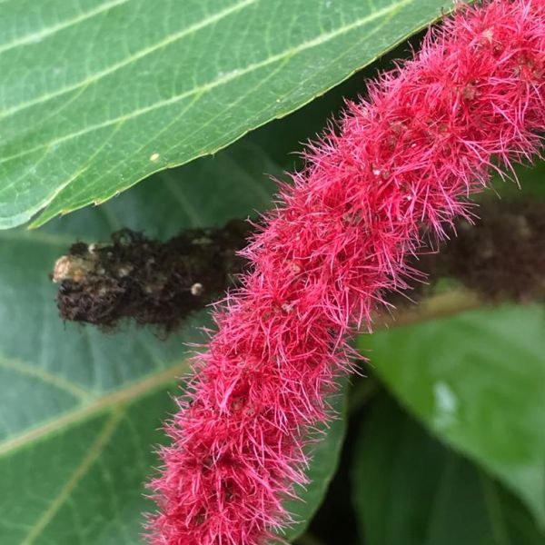 Acalypha Hispida | Chenille plant | Red hot cat's tail | Fox tail - GCI