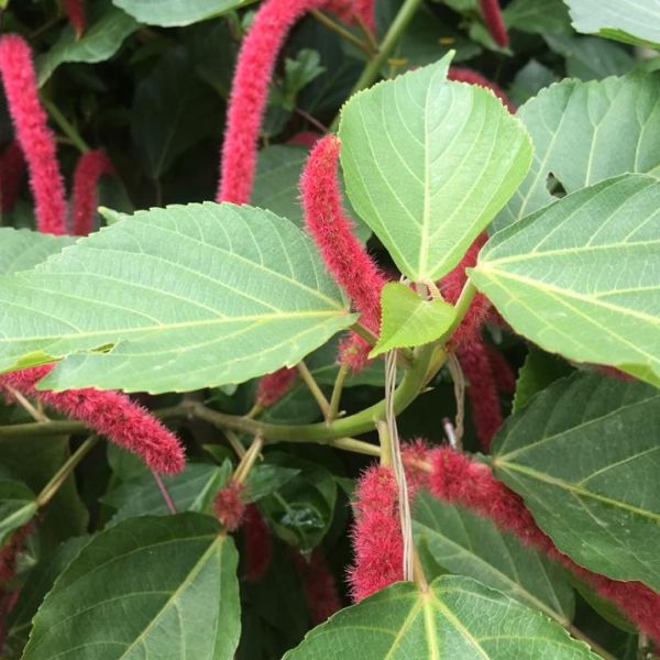 Acalypha Hispida | Chenille plant | Red hot cat's tail | Fox tail - GCI