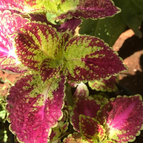 Coleus Scutellarioides | Common Coleus | Painted nettle | Coleus blumei