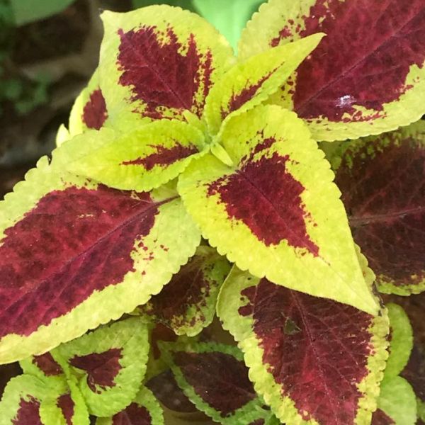 Coleus Scutellarioides | Common Coleus | Painted nettle | Coleus blumei