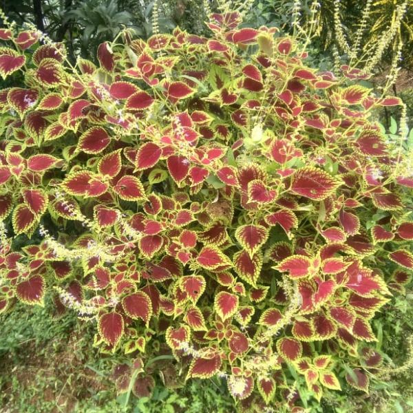 Coleus Scutellarioides | Common Coleus | Painted nettle | Coleus blumei