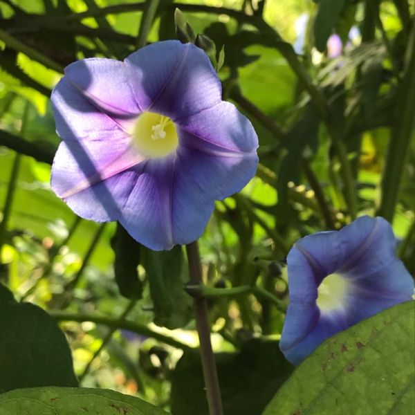 Ipomoea Purpurea | Common morning glory | Purple morning glory - GCI