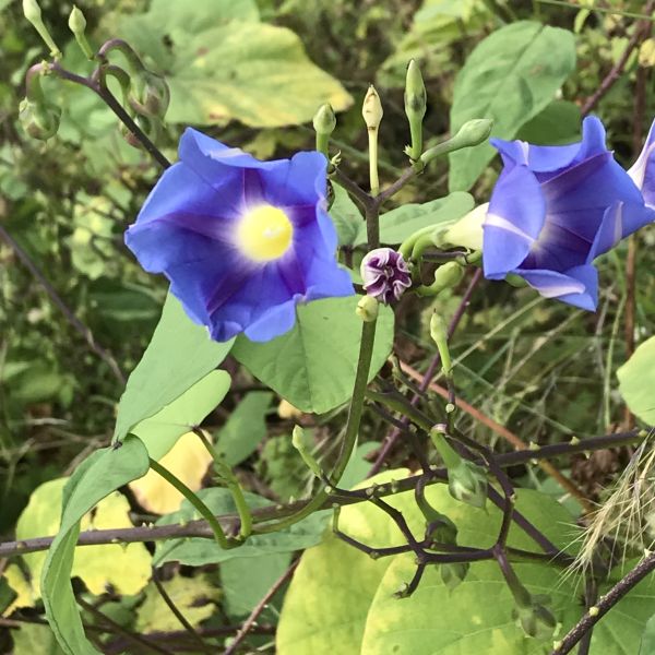 Ipomoea Purpurea | Common morning glory | Purple morning glory - GCI