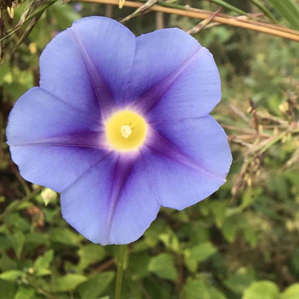 Ipomoea Purpurea | Common morning glory | Purple morning glory - GCI