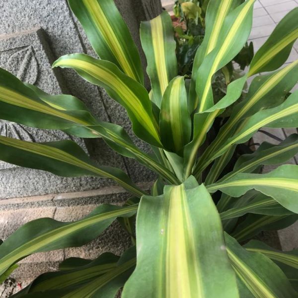 Dracaena Fragrans | Cornstalk dracaena | Striped dracaena - Green Catalog