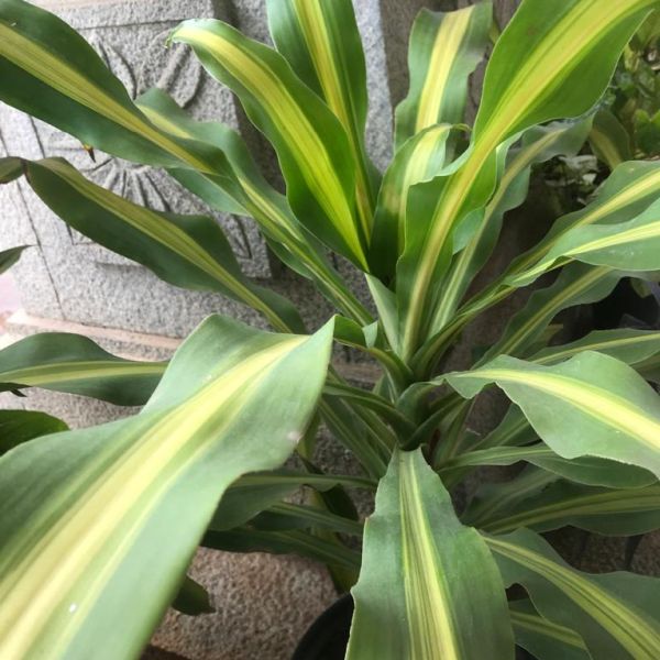 Dracaena Fragrans | Cornstalk dracaena | Striped dracaena - Green Catalog
