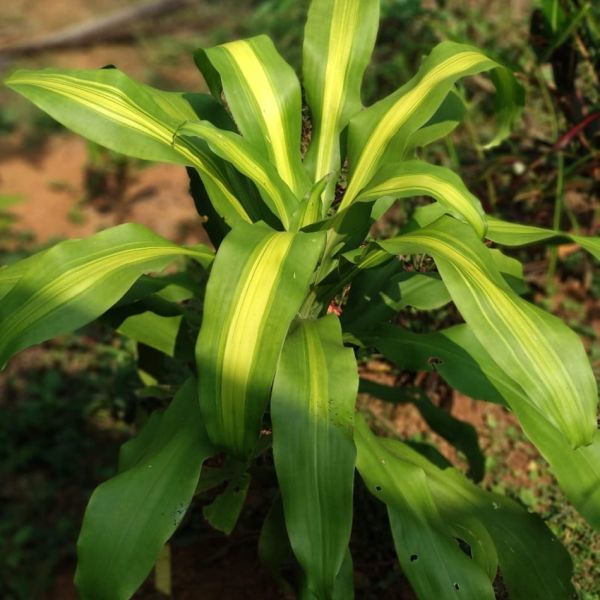 Dracaena Fragrans | Cornstalk dracaena | Striped dracaena - Green Catalog