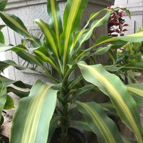 Dracaena Fragrans | Cornstalk dracaena | Striped dracaena - Green Catalog