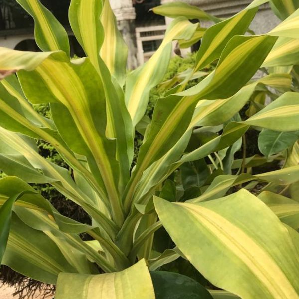 Dracaena Fragrans | Cornstalk dracaena | Striped dracaena - Green Catalog