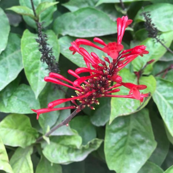 Odontonema Cuspidatum | Firespike | Mottled Toothedthread - Green Catalog