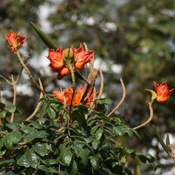 Spathodea Campanulata | African tulip tree | Fountain tree – GCI