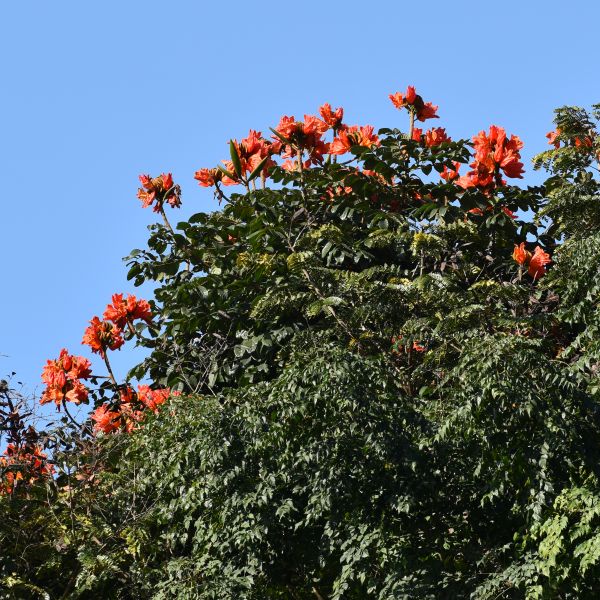 Spathodea Campanulata | African tulip tree | Fountain tree – GCI