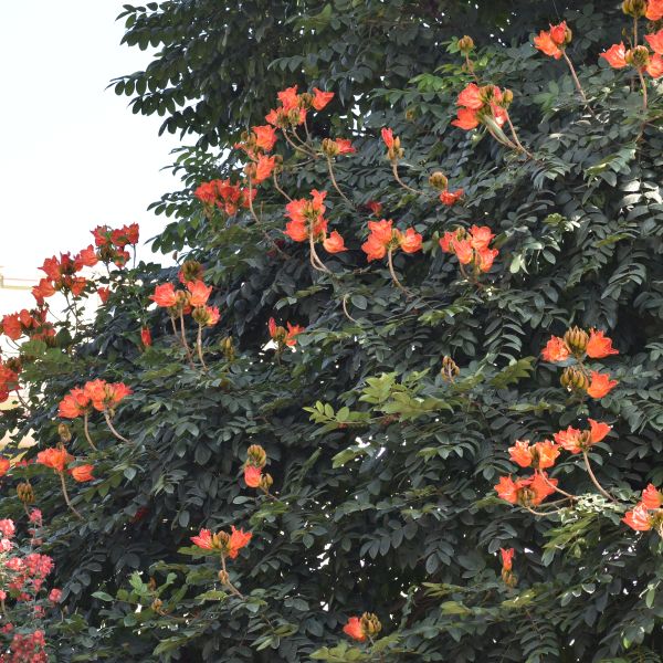 Spathodea Campanulata | African tulip tree | Fountain tree – GCI