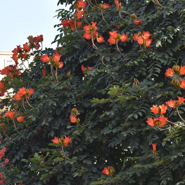 Spathodea Campanulata | African tulip tree | Fountain tree – GCI