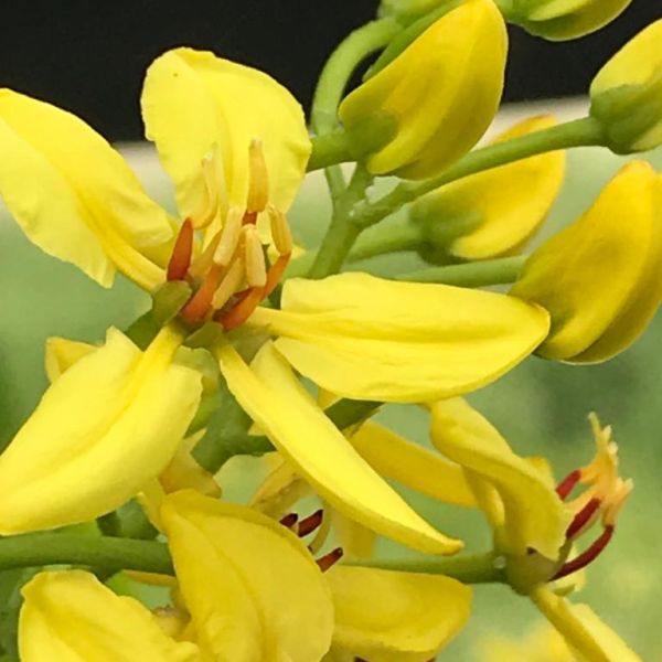 Tristellateia Australasiae | Gold vine | Galphimia vine - Green Catalog