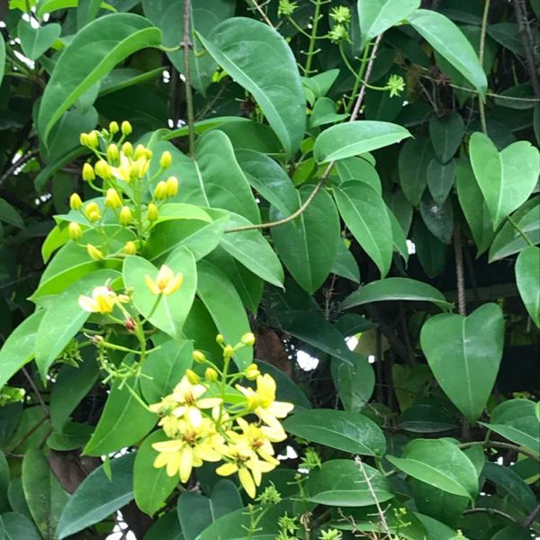 Tristellateia Australasiae | Gold vine | Galphimia vine - Green Catalog
