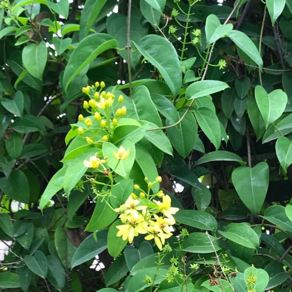 Tristellateia Australasiae | Gold vine | Galphimia vine - Green Catalog