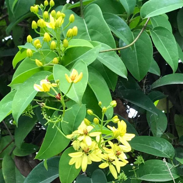 Tristellateia Australasiae | Gold vine | Galphimia vine - Green Catalog